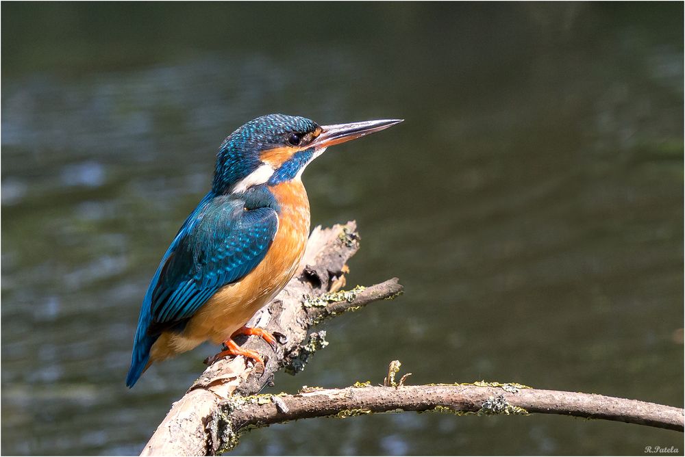Das Weibchen Foto & Bild | natur, privat, tiere Bilder auf fotocommunity