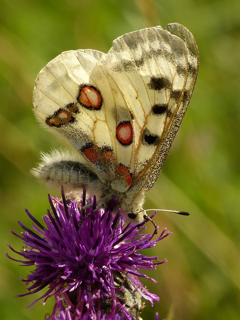 das Wertvollste ist der Popo Foto & Bild | natur, portrait ...
