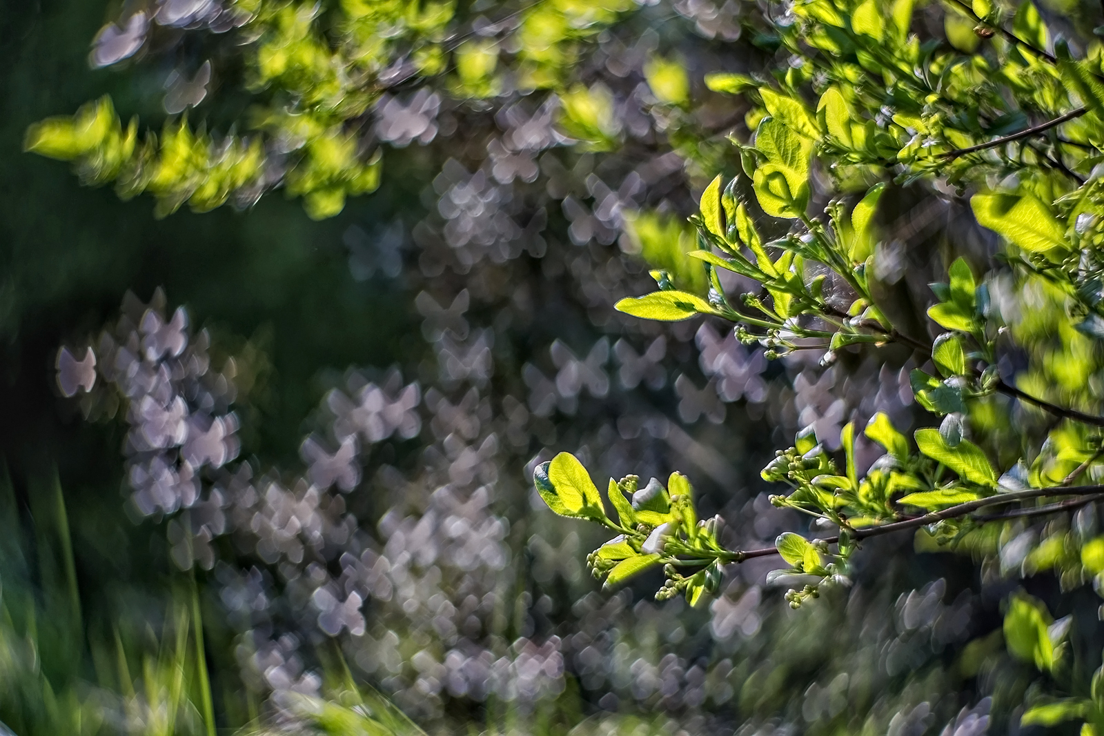 Das wilde Flattern Foto & Bild | quatsch & fun, nahaufnahmen/close u ...