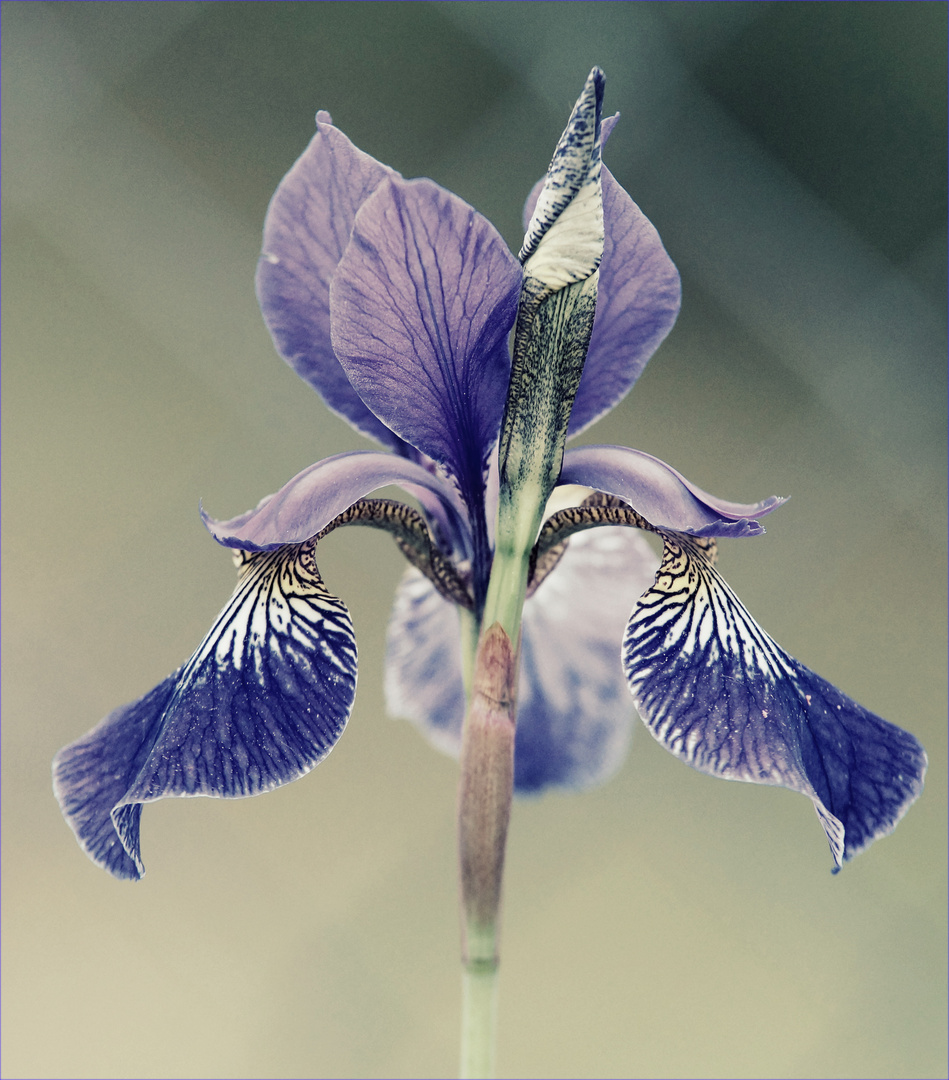 das Wunder der Iris Foto & Bild | fotokunst, natur-kreativ ...