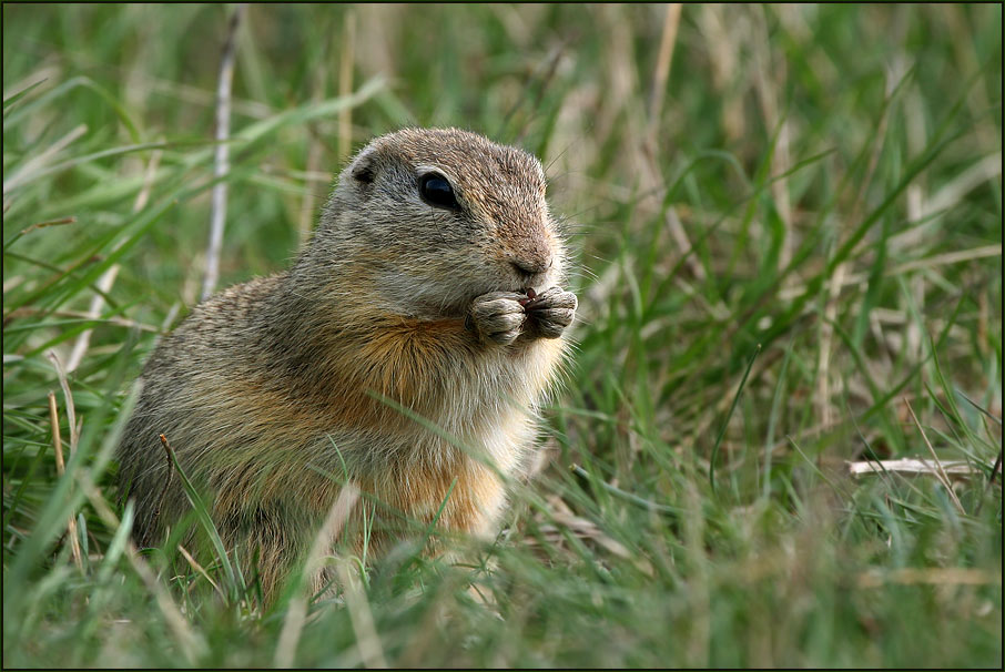 Das Ziesel Foto & Bild | tiere, wildlife, säugetiere Bilder auf ...