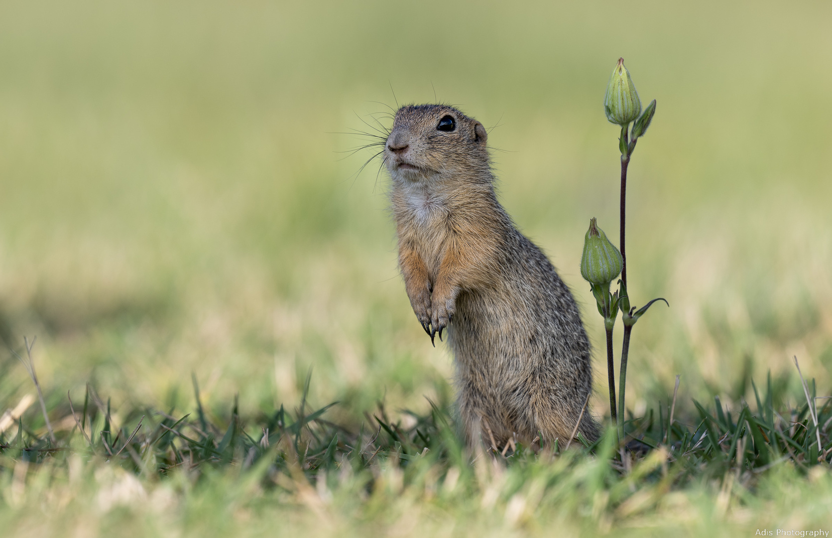 Das Ziesel! Man muss es einfach gerne haben! Warum seht ihr auf den ...