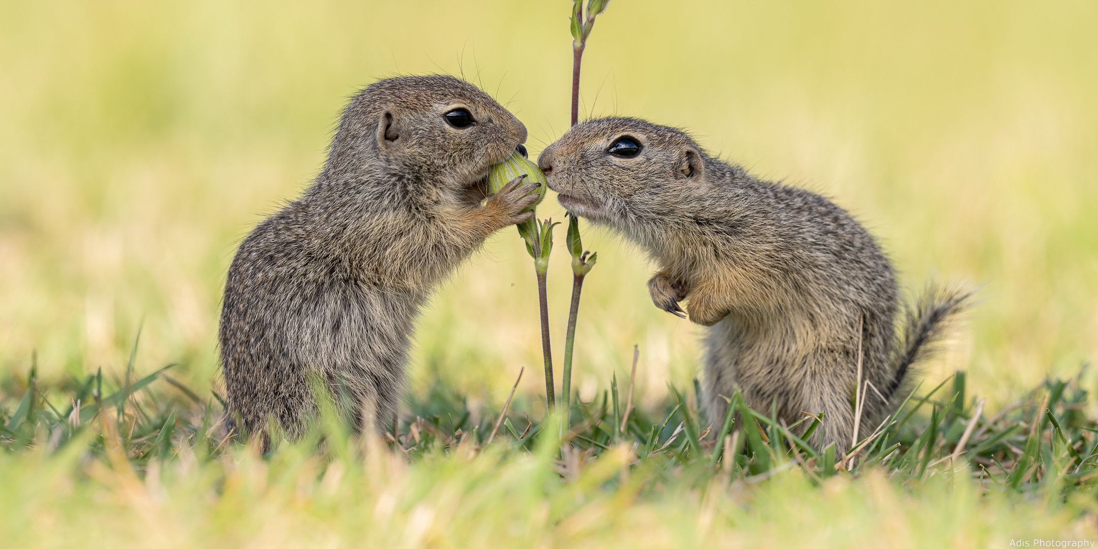 Das Ziesel! Man muss es einfach gerne haben! Warum seht ihr auf den ...