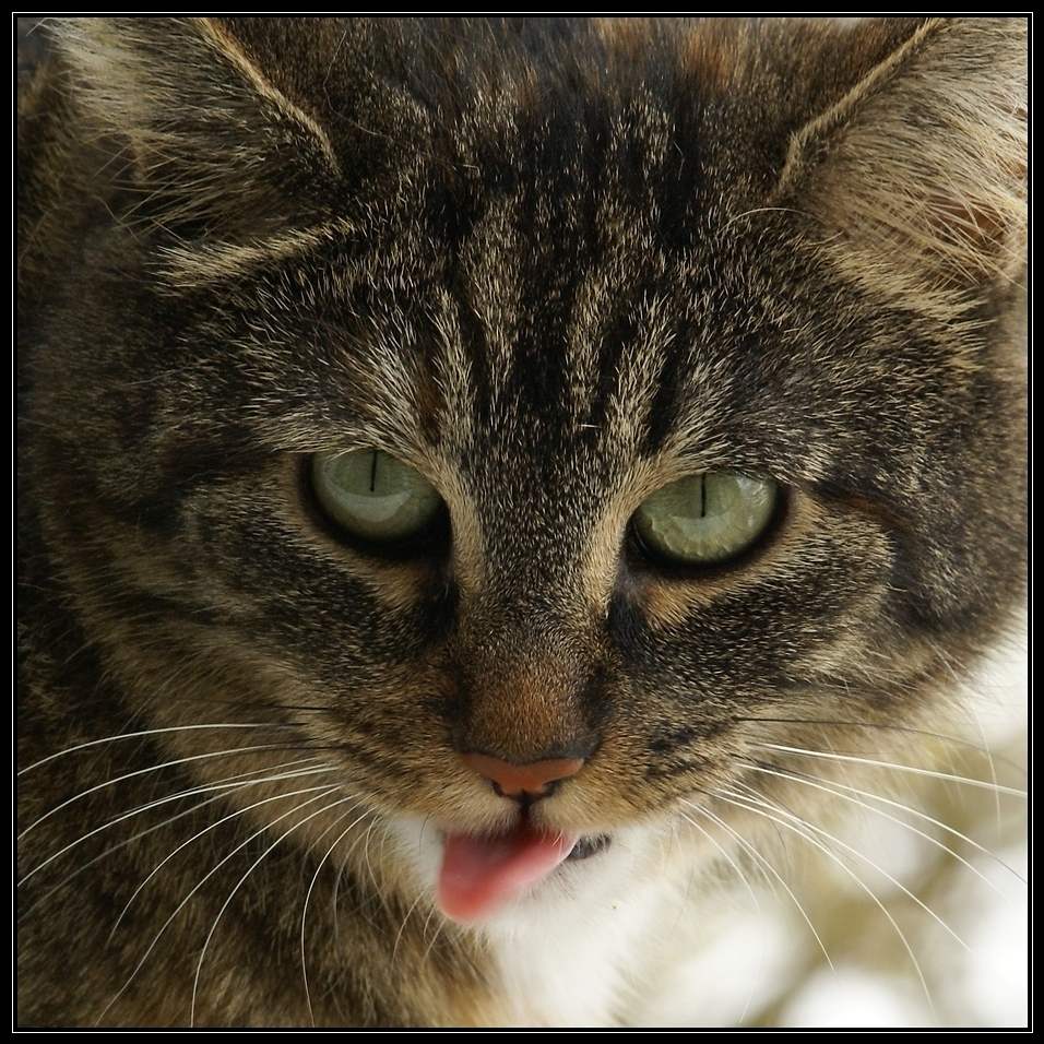 Das Zünglein an der Katze Foto & Bild | tiere, haustiere, katzen Bilder ...