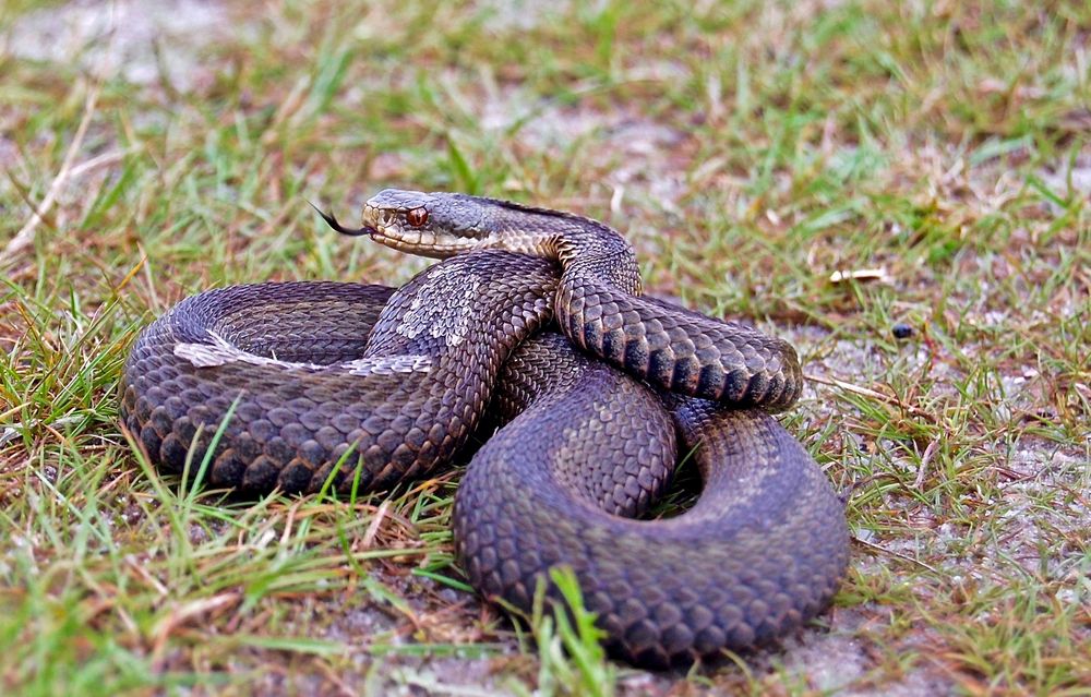 Das Zünglein an der Waage Foto & Bild | tiere, wildlife, amphibien ...