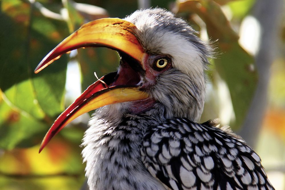 Das Zünglein im Schnabel Foto & Bild | tiere, wildlife, wild lebende ...