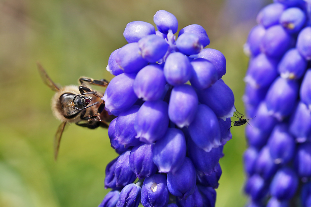 das zweite Insekt Foto & Bild | tiere, wildlife, insekten Bilder auf ...