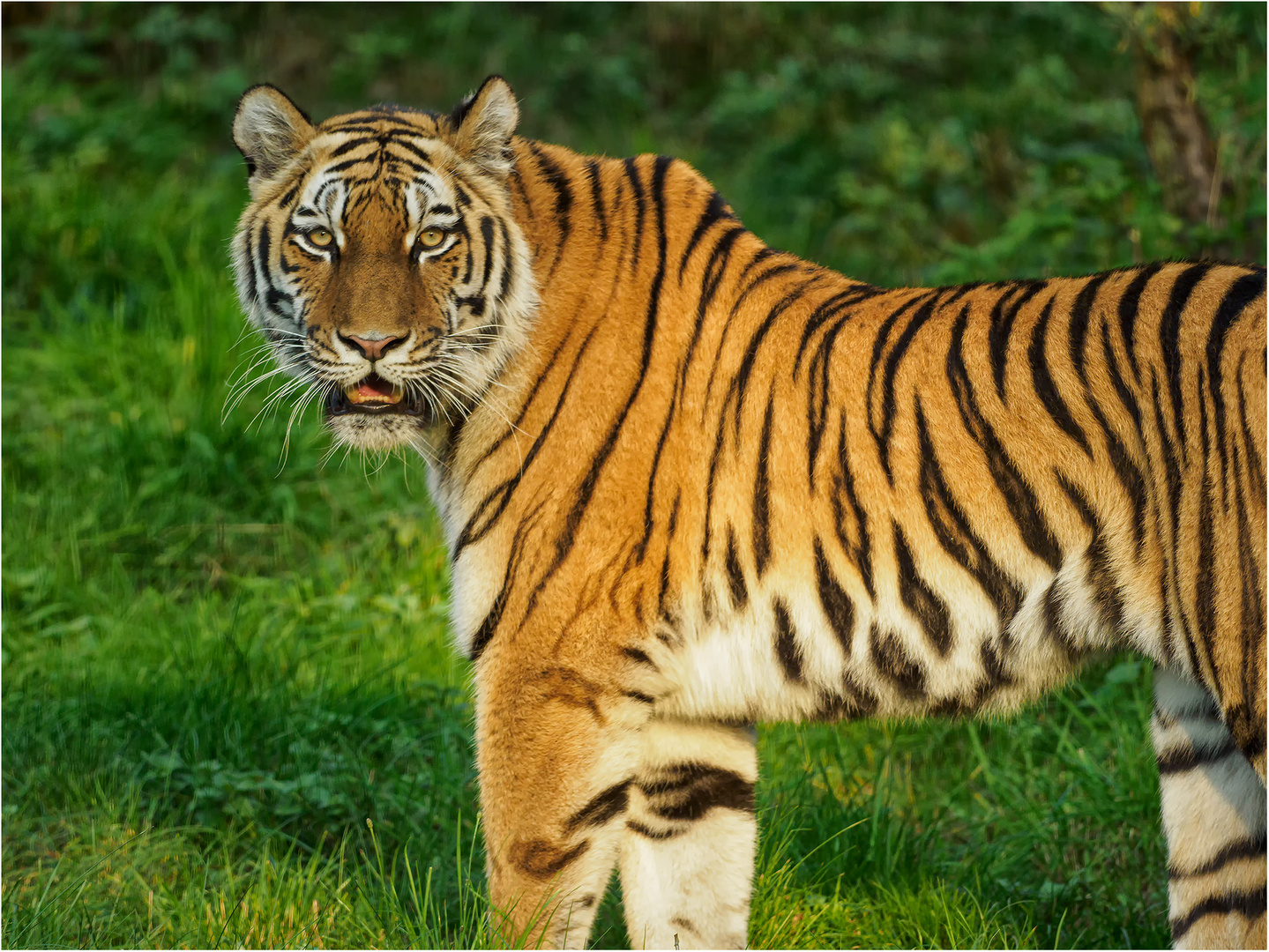 Dasha..... Foto & Bild | natur, portrait, porträt Bilder auf fotocommunity