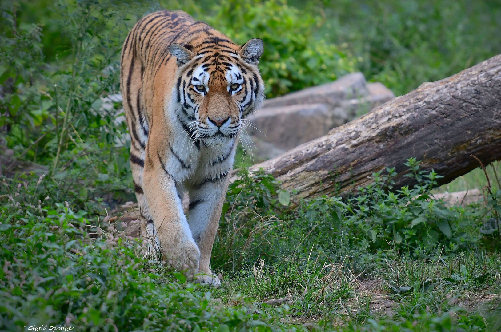 Dasha Foto & Bild | natur, zoo, tiere Bilder auf fotocommunity