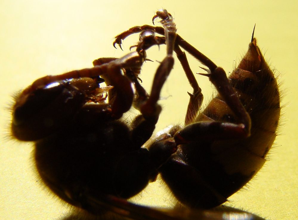 Dasselbe nochmals im Profil Foto & Bild | tiere, erste auswahl , natur ...