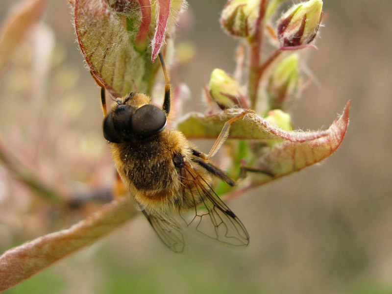 Dasselfliege Foto & Bild | tiere, wildlife, insekten Bilder auf ...