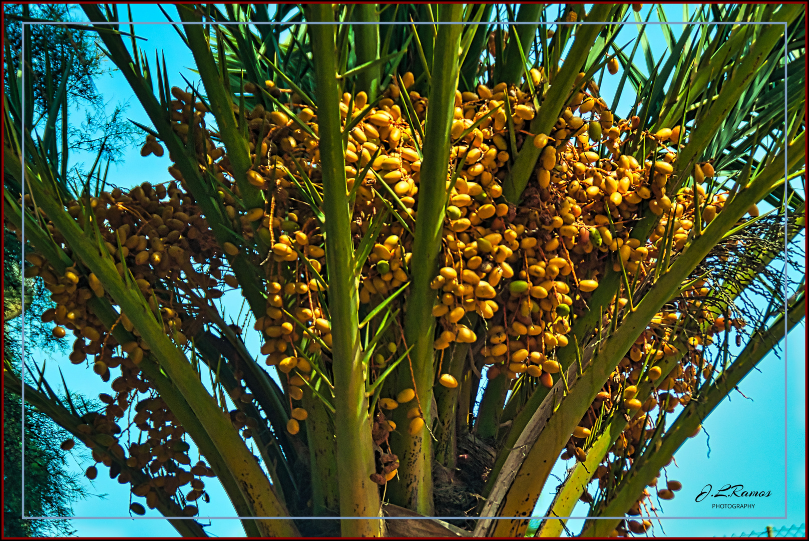 DATILES DEL PALMITO Imagen & Foto | plantas, Árboles, fotos Fotos de ...