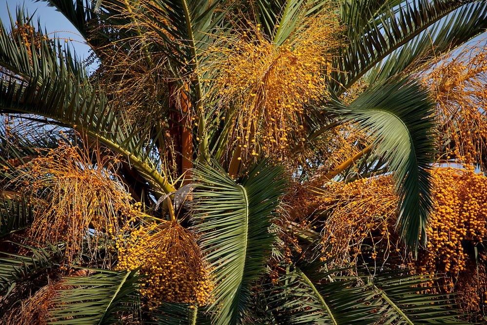 Dattel - Palme Foto & Bild | pflanzen, pilze & flechten, bäume, palmen ...