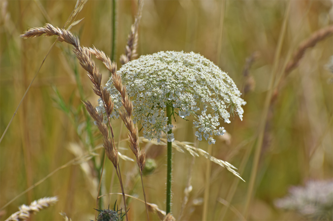Daucus carota subsp. carota Foto & Bild | pflanzen, pilze & flechten ...