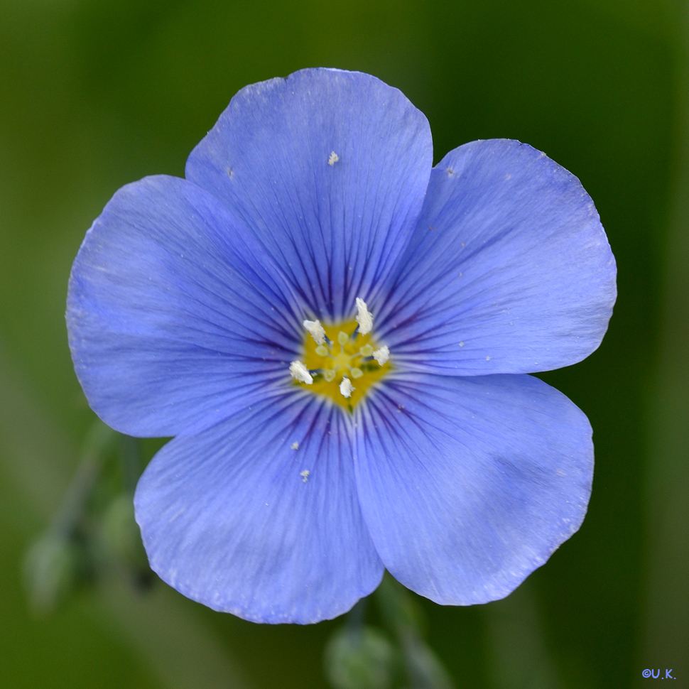 Dauer-Lein (Linum perenne) Foto & Bild | pflanzen, pilze & flechten ...