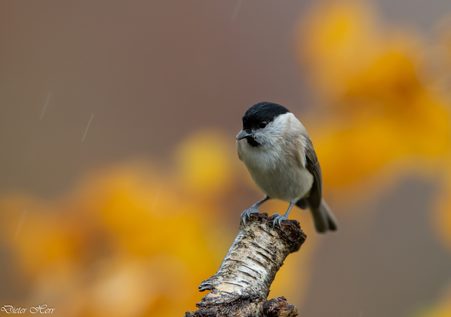 Dauerregen und Sturm... Foto & Bild | natur, tiere, wildlife Bilder auf ... Dauerregen und Sturm... Foto & Bild | natur, tiere, wildlife Bilder auf ...