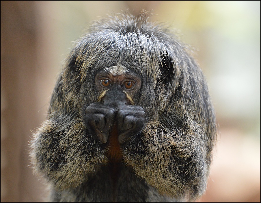 Daumen drücken.... Foto & Bild | tiere, zoo, wildpark & falknerei ...