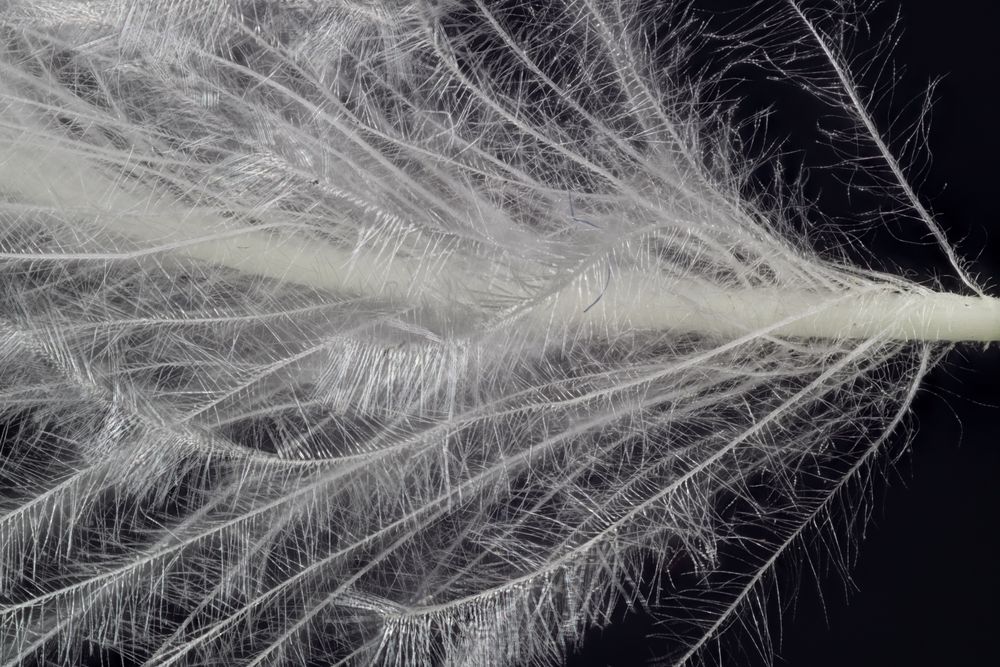 Daune Foto & Bild | makro, gans, mikro Bilder auf fotocommunity