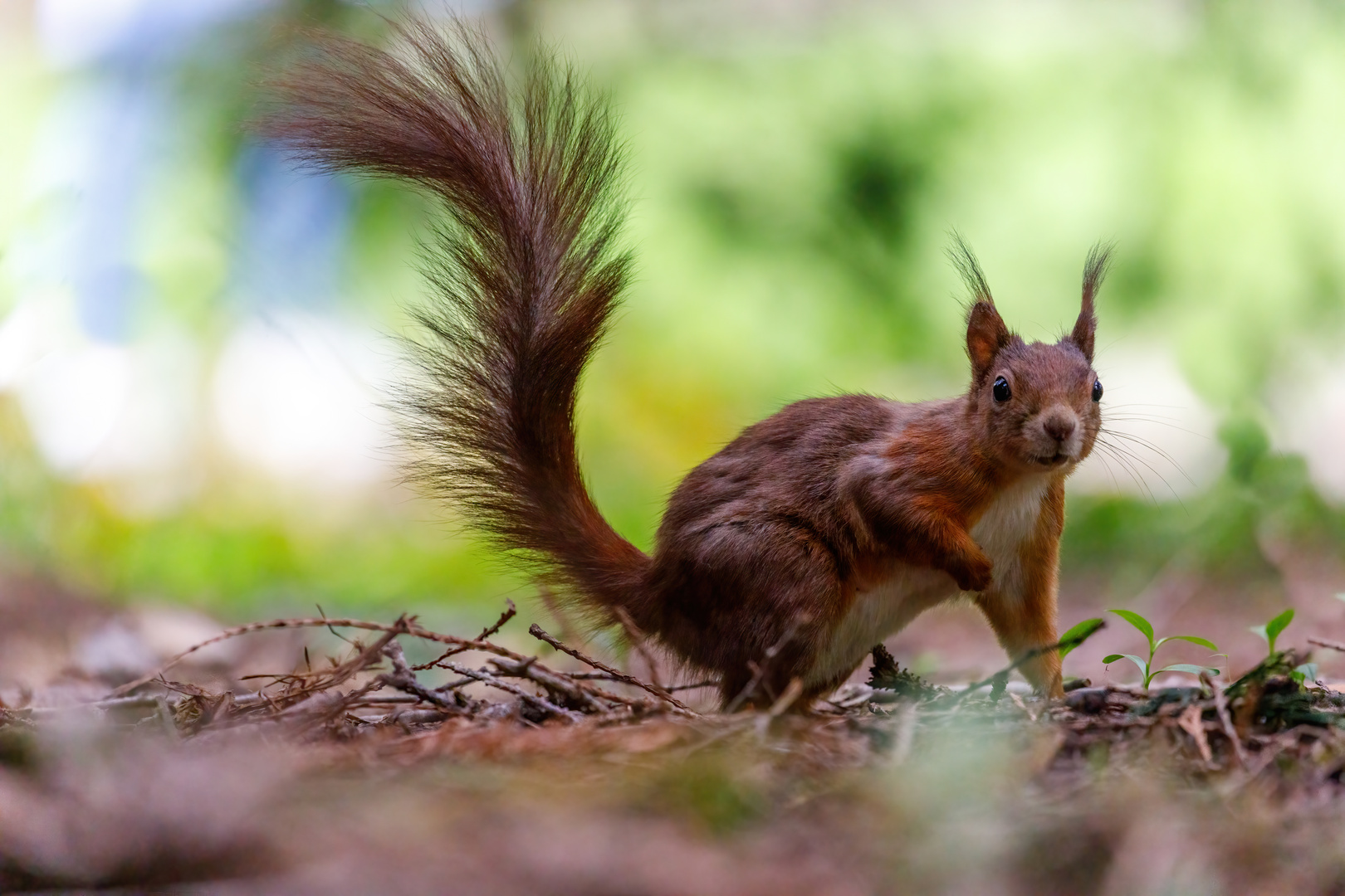 Davon Schleichen Foto & Bild | tiere, wildlife, säugetiere Bilder auf ...
