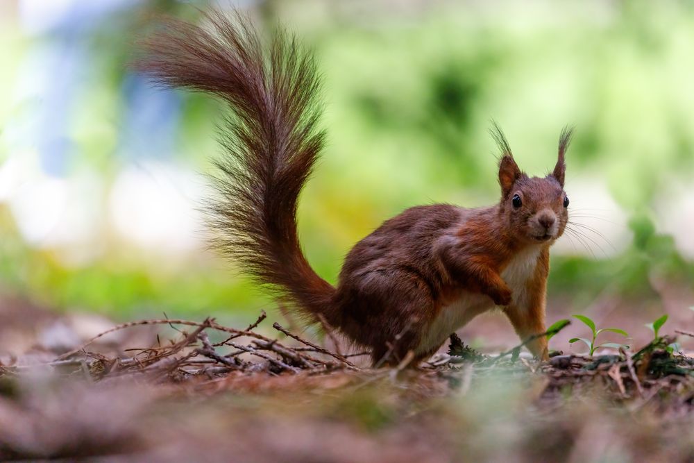 Davon Schleichen Foto & Bild | tiere, wildlife, säugetiere Bilder auf ...
