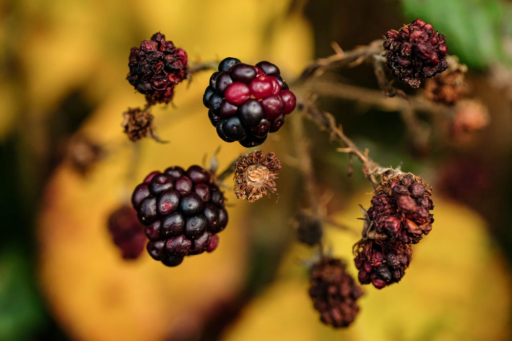 Waldfrüchte - Bild & Foto von Andrea und Markus Feicht aus 10 Natur ...