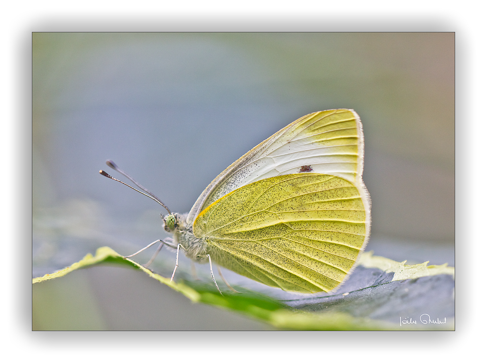 de la douceur . photo et image | macro nature, macro insectes ...