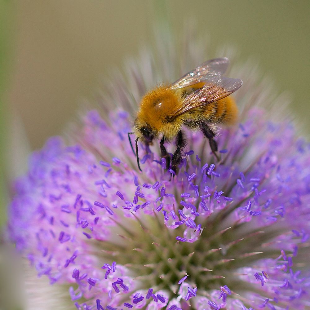 De la douceur et du piquant photo et image | nature, macro, animaux ...
