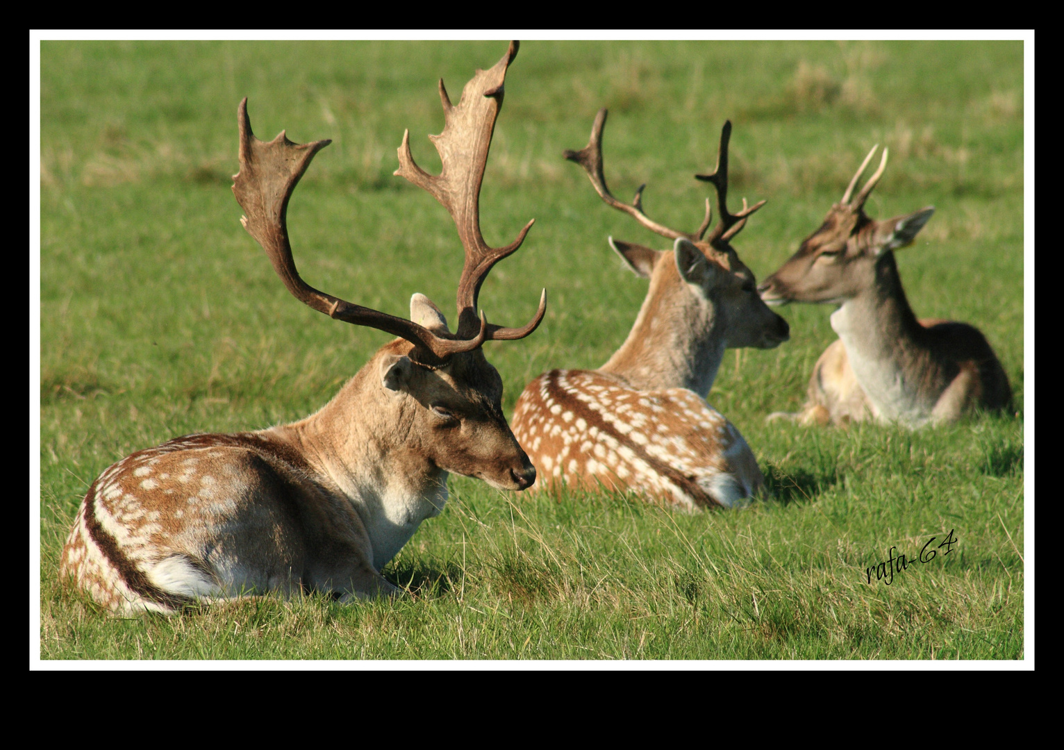 De relax Imagen & Foto | animales, animales salvajes, naturaleza Fotos ...