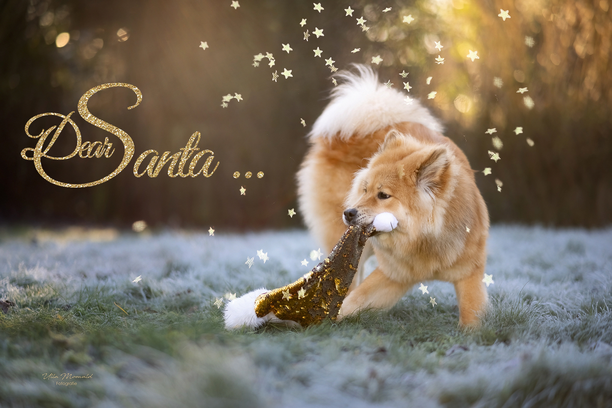 ...dear Santa... Foto & Bild | weihnachten, hunde, hund Bilder auf ...