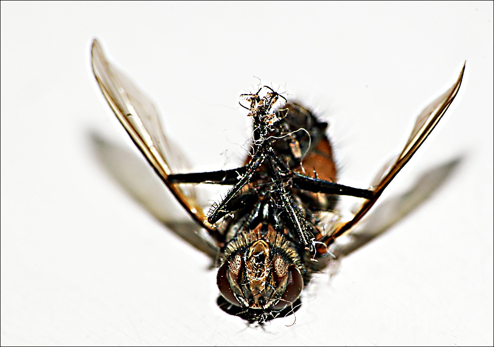 Death Fly | Foto & Bild | tiere, wildlife, insekten Bilder auf ...