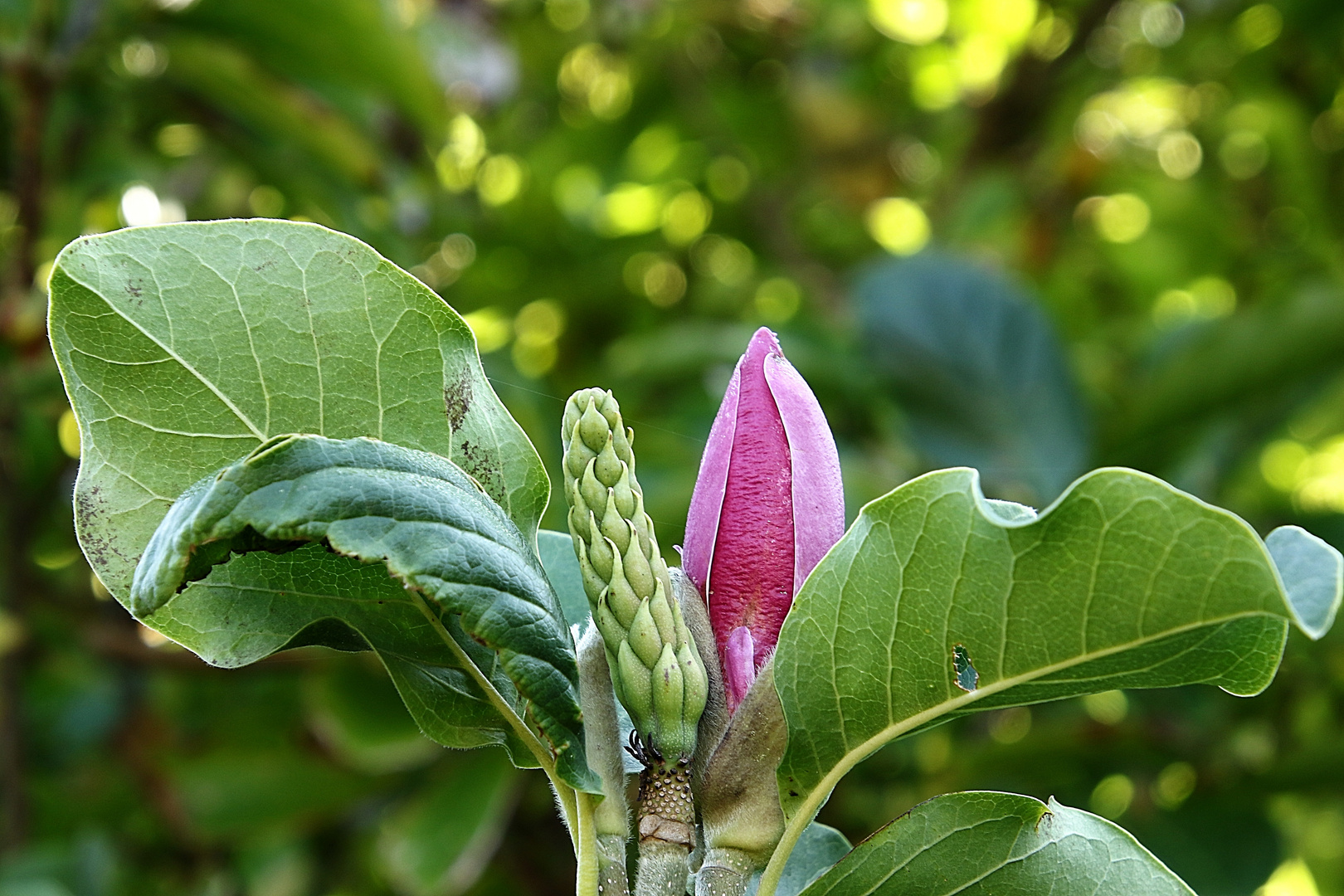 début de floraison ! photo et image | fleurs, nature Images fotocommunity