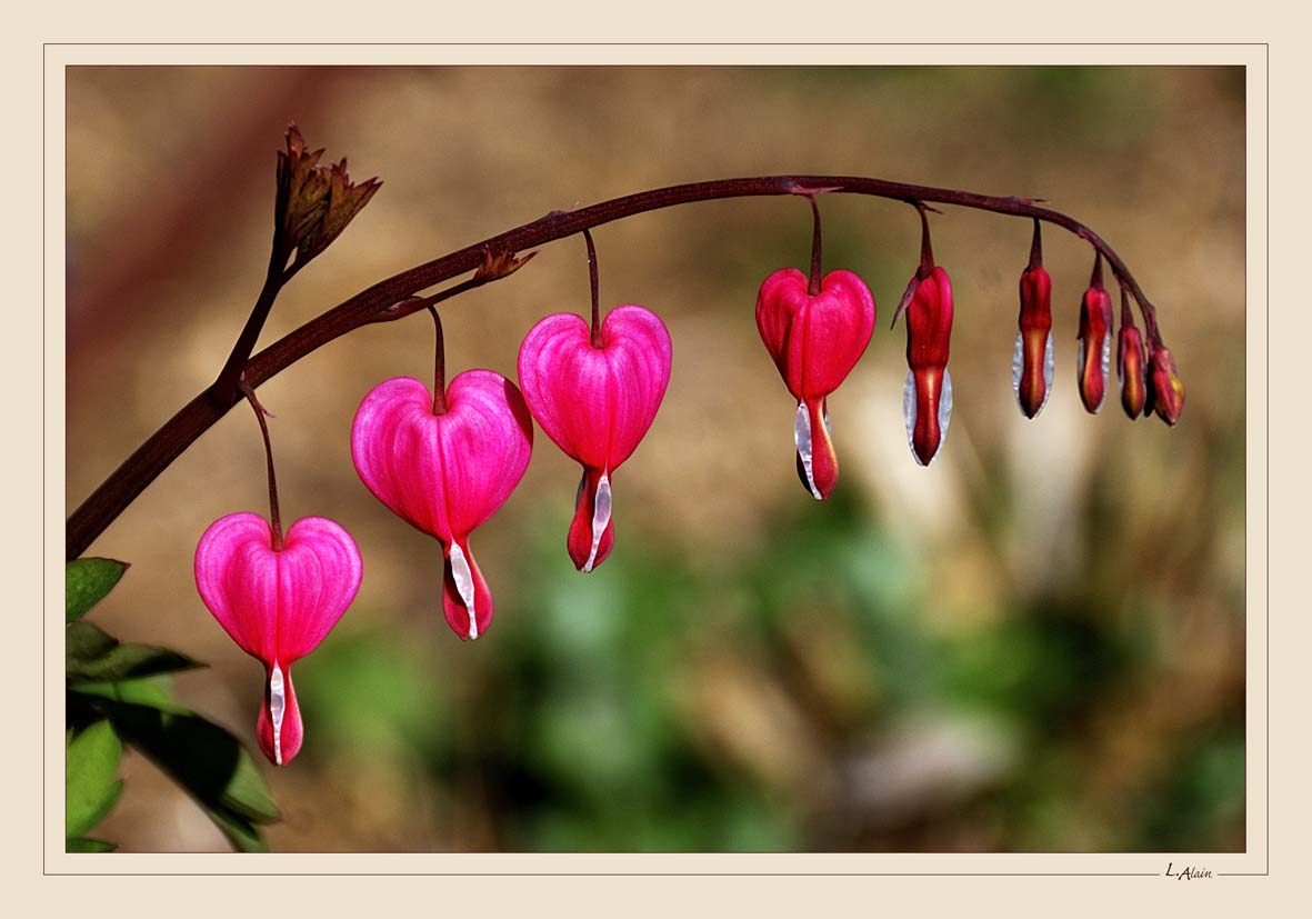 ''Déclaration'' photo et image | fleurs, nature Images fotocommunity