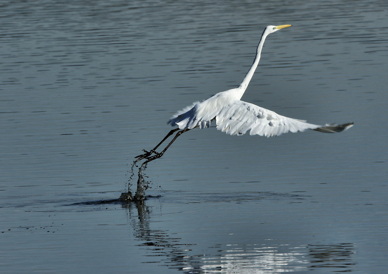 décollage ! photo et image | animaux, animaux sauvages, oiseaux Images ...