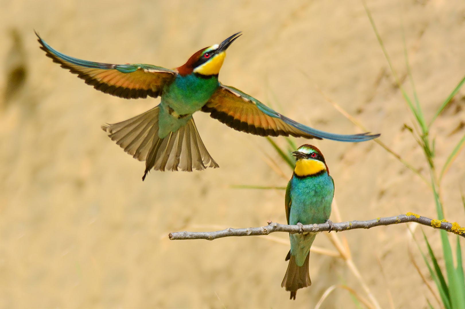 DECOLLO.... Foto % Immagini| animali, uccelli allo stato libero ...