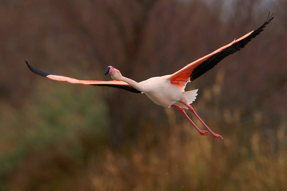 decollo in rosa Foto % Immagini| animali, uccelli allo stato libero ...