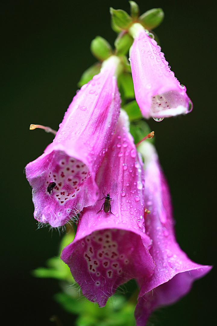 Dedalera Imagen & Foto | plantas, flores, mis favoritas Fotos de ...