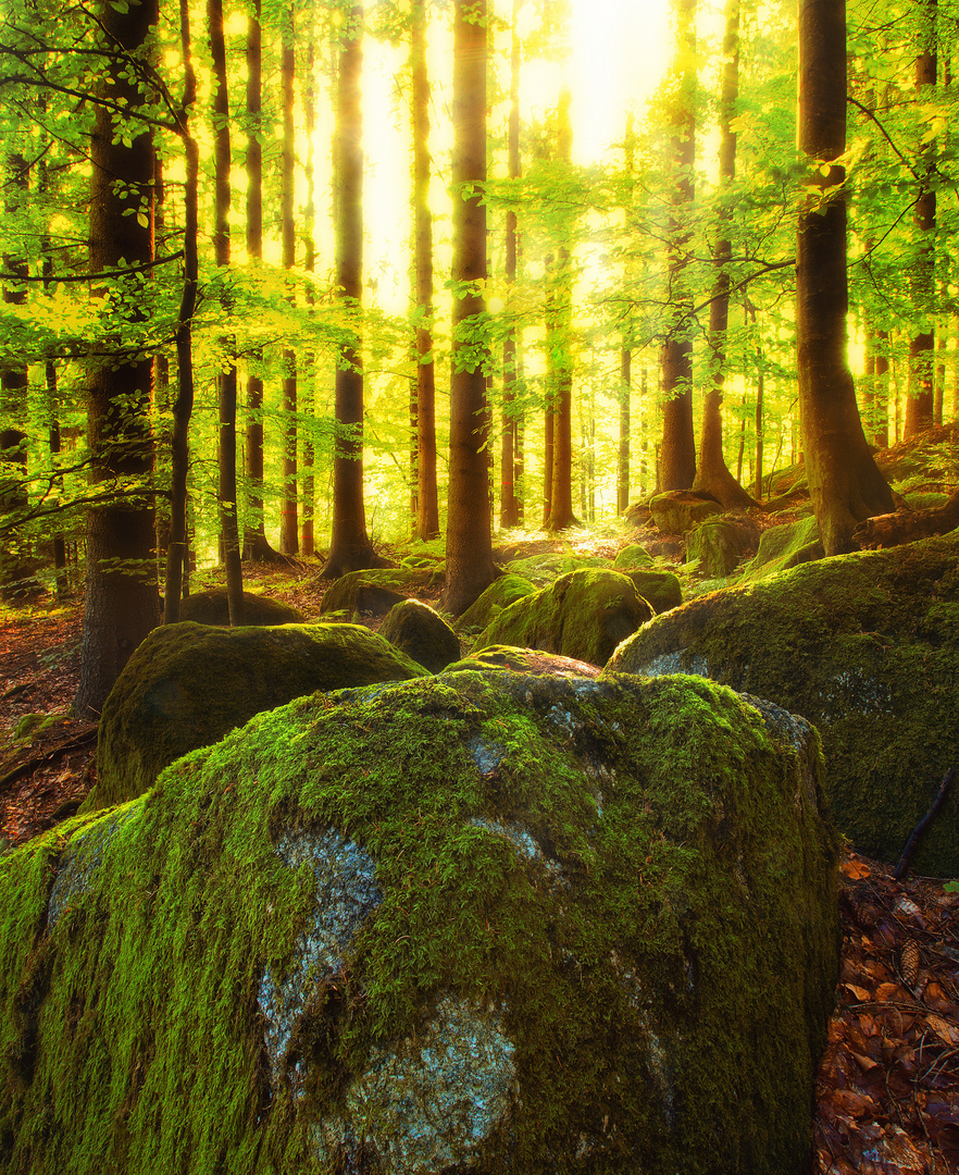 Deep forrest Foto & Bild | deutschland, europe, bayern Bilder auf ...