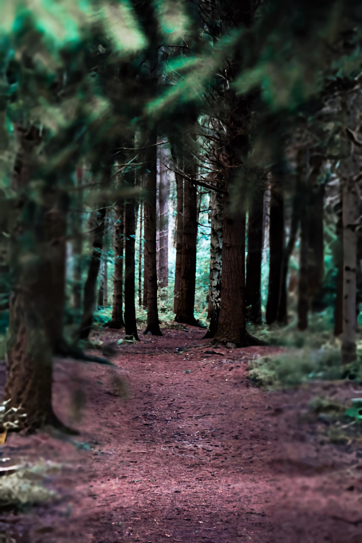 Deep in the Woods Foto & Bild | wald, surreal, bäume Bilder auf ...