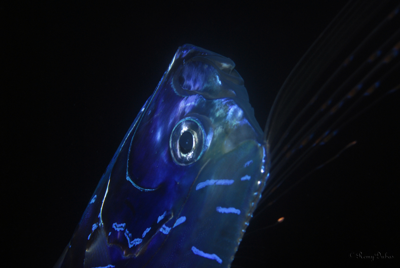 Deep sensation with the Regalec photo et image | images sous-marines ...