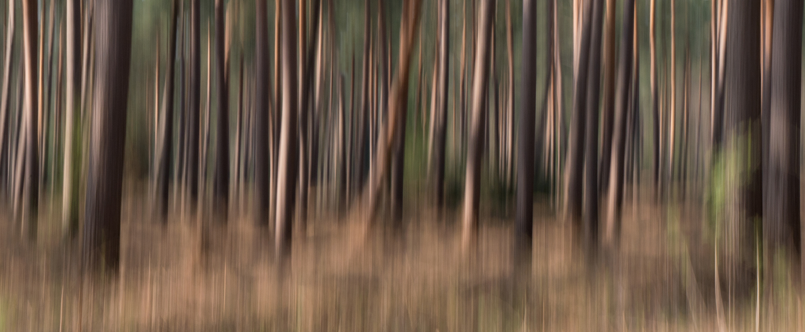 deepest forest Foto & Bild | landschaft, fotokunst, wald Bilder auf ...