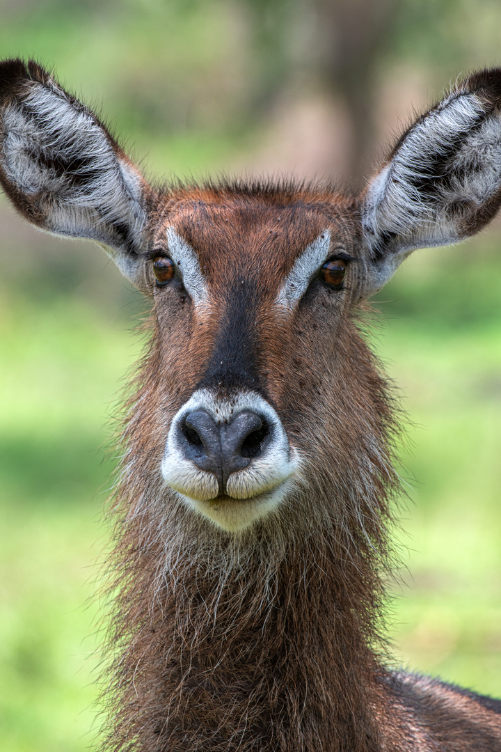 [ Defassa Waterbuck ] Foto & Bild | world, outdoor, natur Bilder auf ...