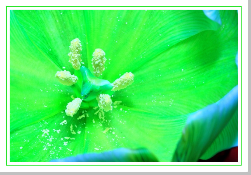 Défragmentation photo et image | macro nature, macro fleurs, fleurs ...