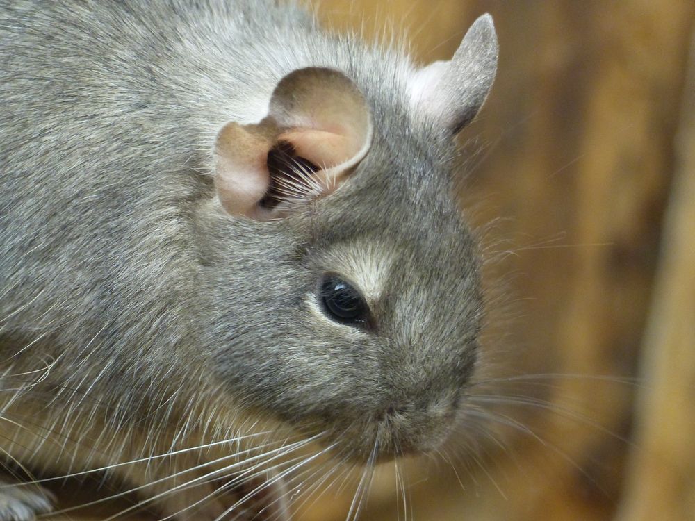 Degu Foto & Bild | tiere, zoo, wildpark & falknerei, säugetiere Bilder ...