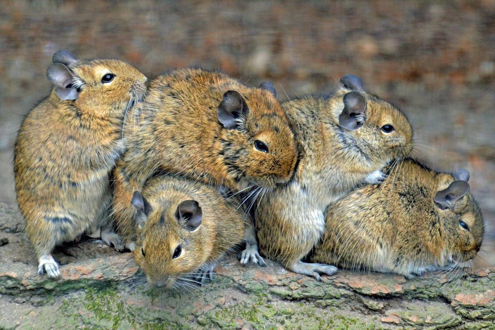 Degus Foto & Bild | natur, zoo Bilder auf fotocommunity