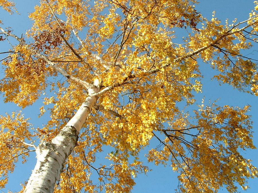 dei weise birke Foto & Bild | jahreszeiten, herbst, natur Bilder auf ...
