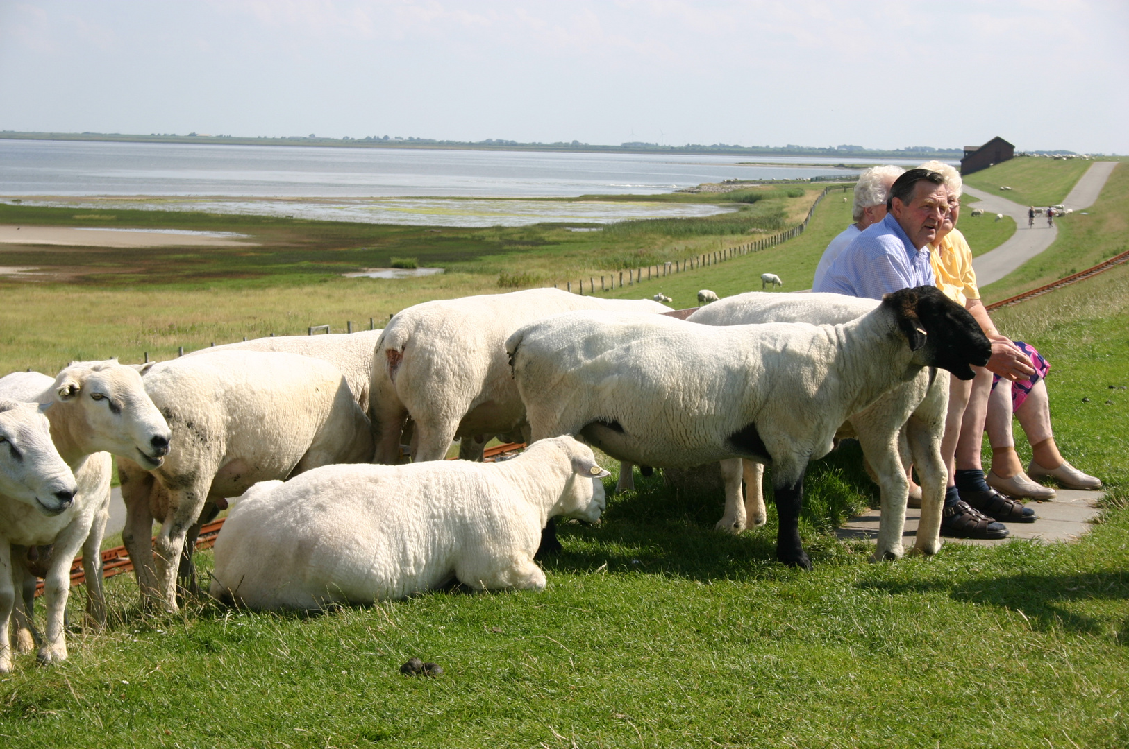 Deich - Schafe Foto & Bild | erwachsene, menschen in der freizeit ...