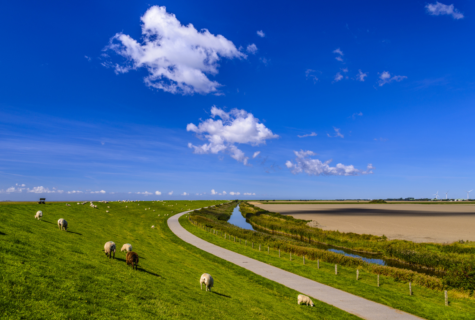 Deich, Schafe, Marschland, Nordfriesland Foto & Bild | sommer, wasser ...