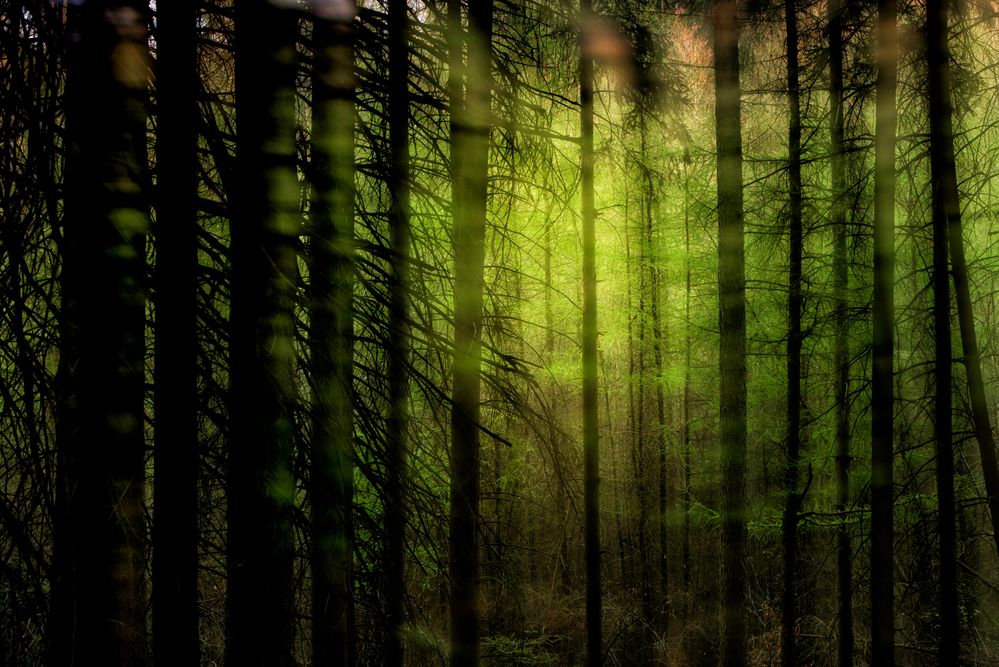 Deister Foto & Bild | landschaft, wald, bäume Bilder auf fotocommunity