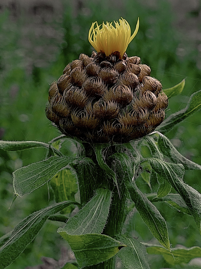 Del el campo , un cardo amarillo Foto & Bild | stillleben , spezial ...