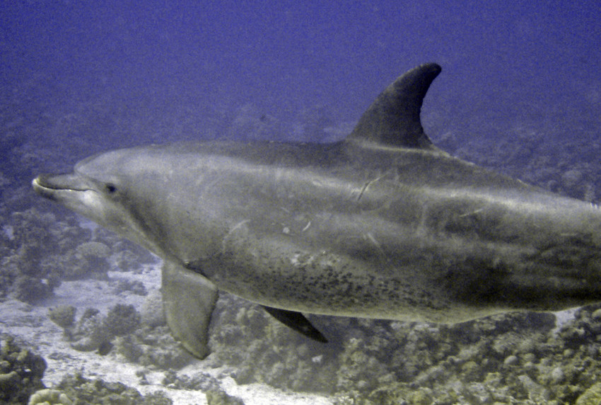 Delfin Foto & Bild | unterwasser, uw-salzwasser, natur-kreativ Bilder ...